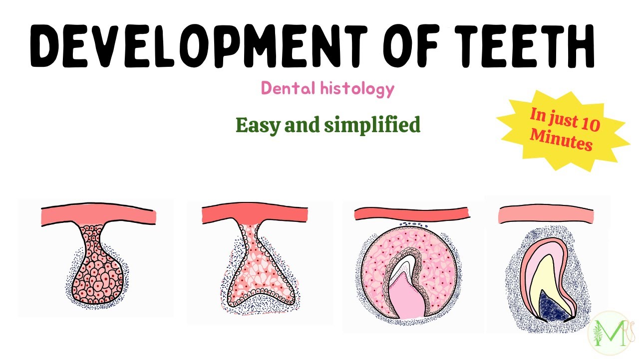 Development of teeth | In Just 10 minutes | Easy and Simplified ...