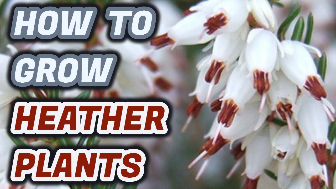 How To Grow Heather Plants : The Correct Way - YouTube