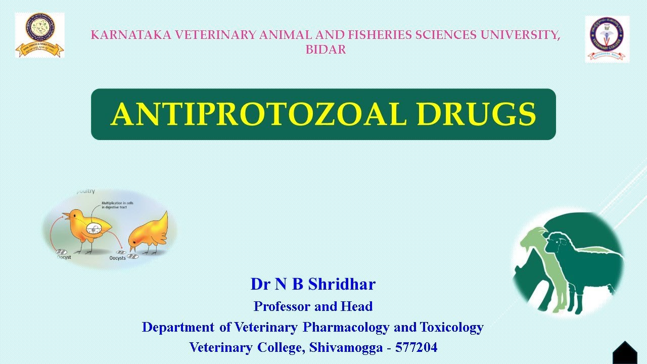 ANTIPROTOZOAL DRUGS: INTRODUCTION BY DR N B SHRIDHAR 13-7-2021 - YouTube