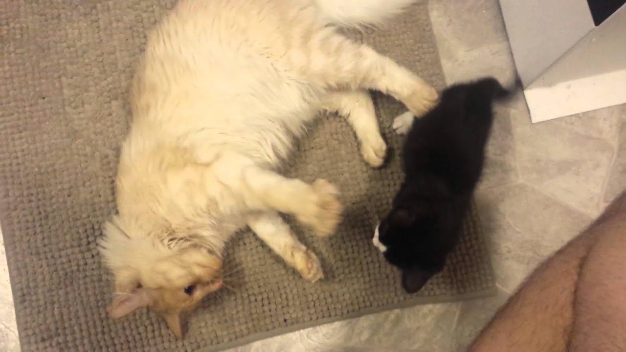 How to break up a Cat fight - YouTube