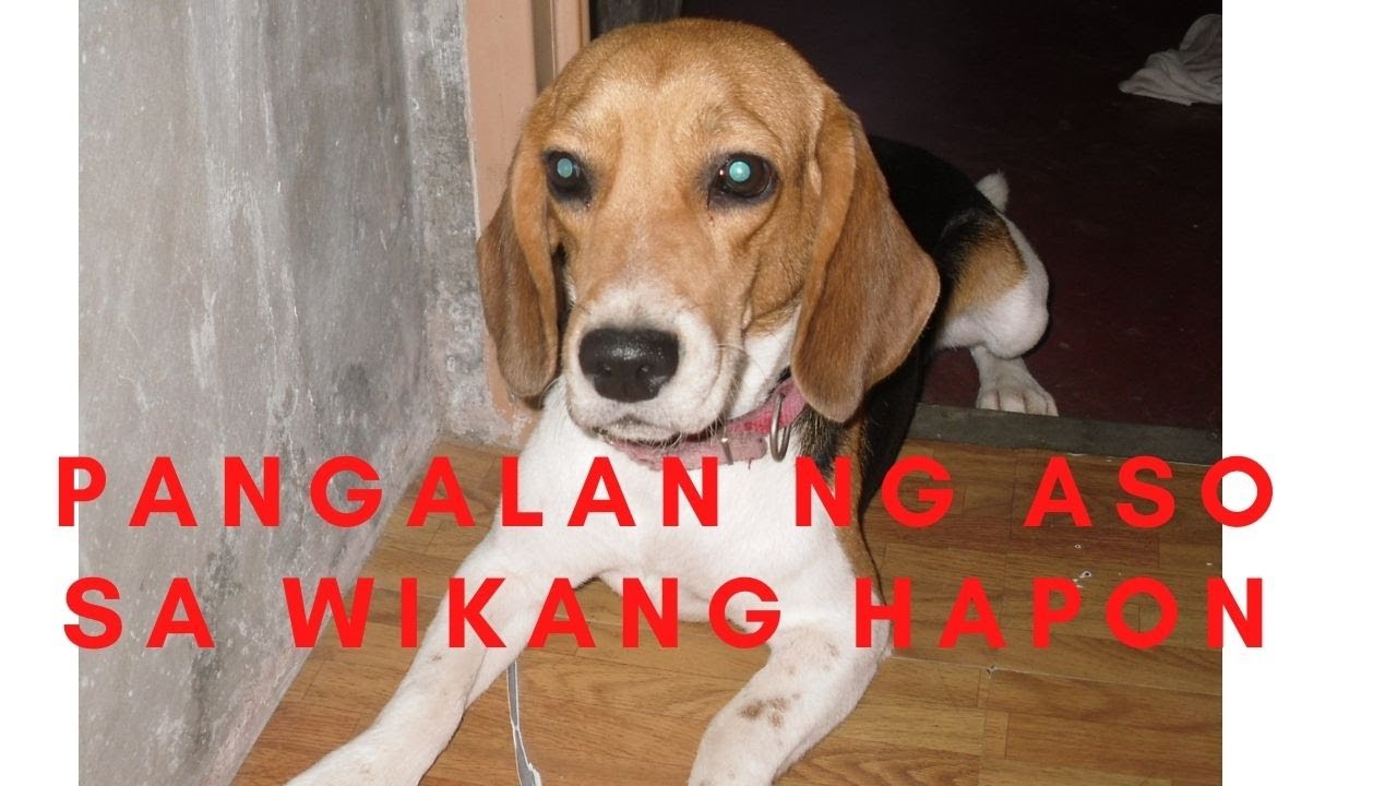 Pangalan ng Aso sa Wikang Hapon(Nihonggo) | HapiKyut Guard - YouTube