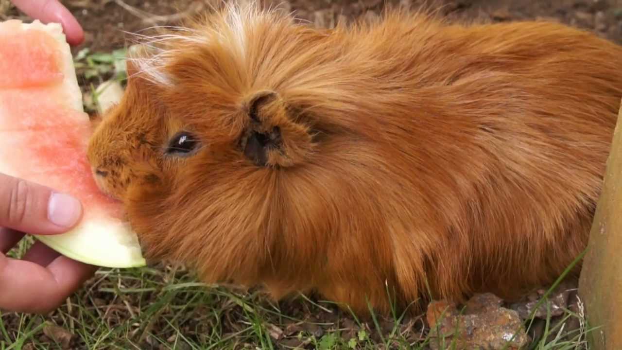 Guinea Pig Simba-Eat Watermelon 天竺鼠~辛巴~吃西瓜 - YouTube