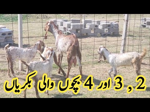 Makhi Chini with Baby Goats | Chakwal Goat Farm | Goat Farming in ...