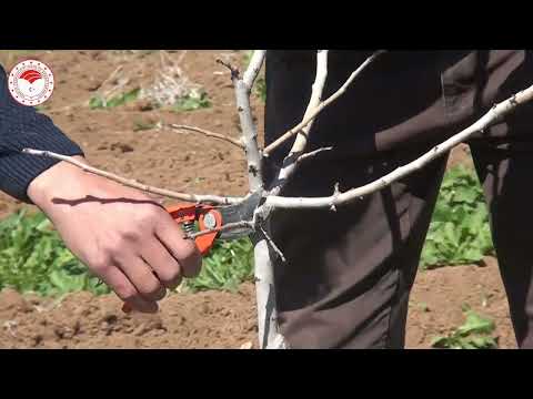 ANETPFISTIĞINDA TERBİYE BUDAMASI