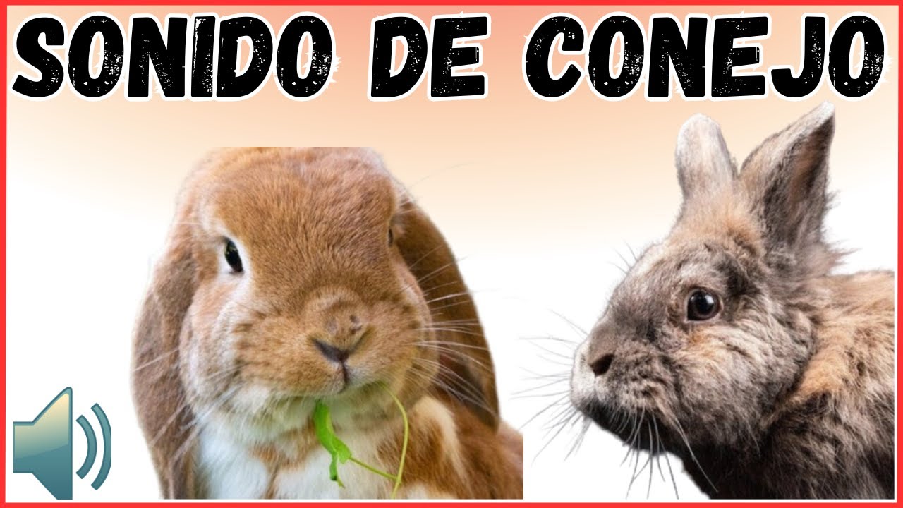 Sonido de Conejo Chillando Para que venga - YouTube