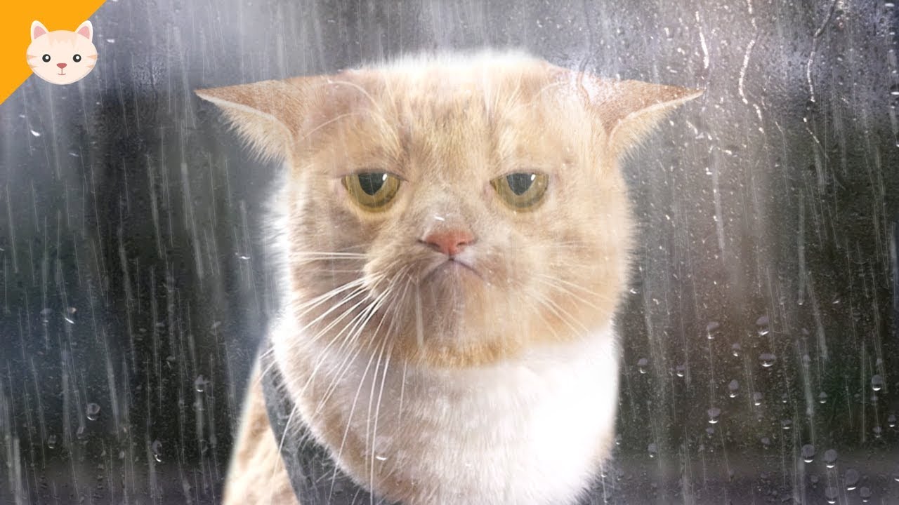 Yay... Rain... - YouTube