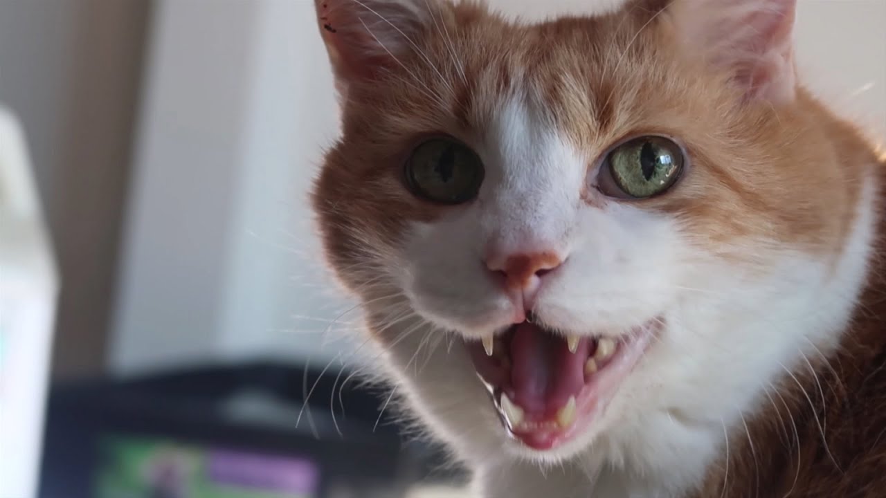 Cat Meows Me Out - YouTube