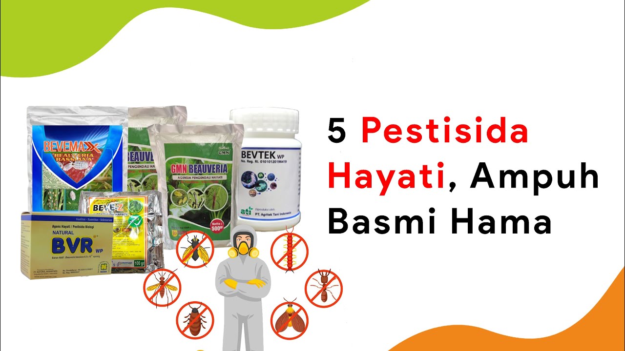 5 Pestisida Agen Hayati Beauveria Bassiana - YouTube