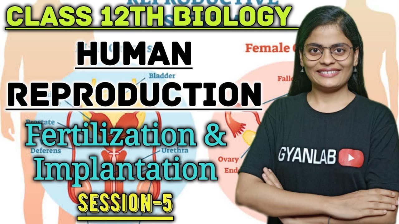 Class 12 Biology | Human Reproduction | Fertilization & Implantation ...