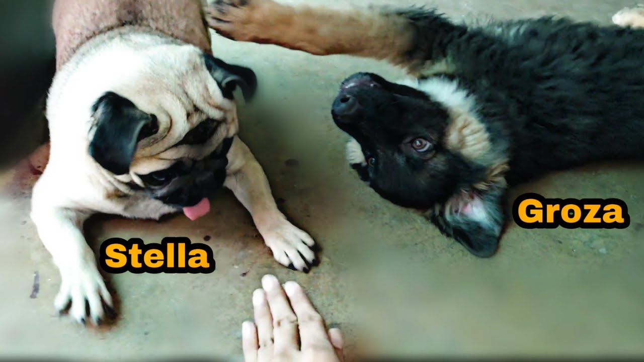german shepherd puppy confused by tiny puppy || Groza को पीट दिया😆 ...
