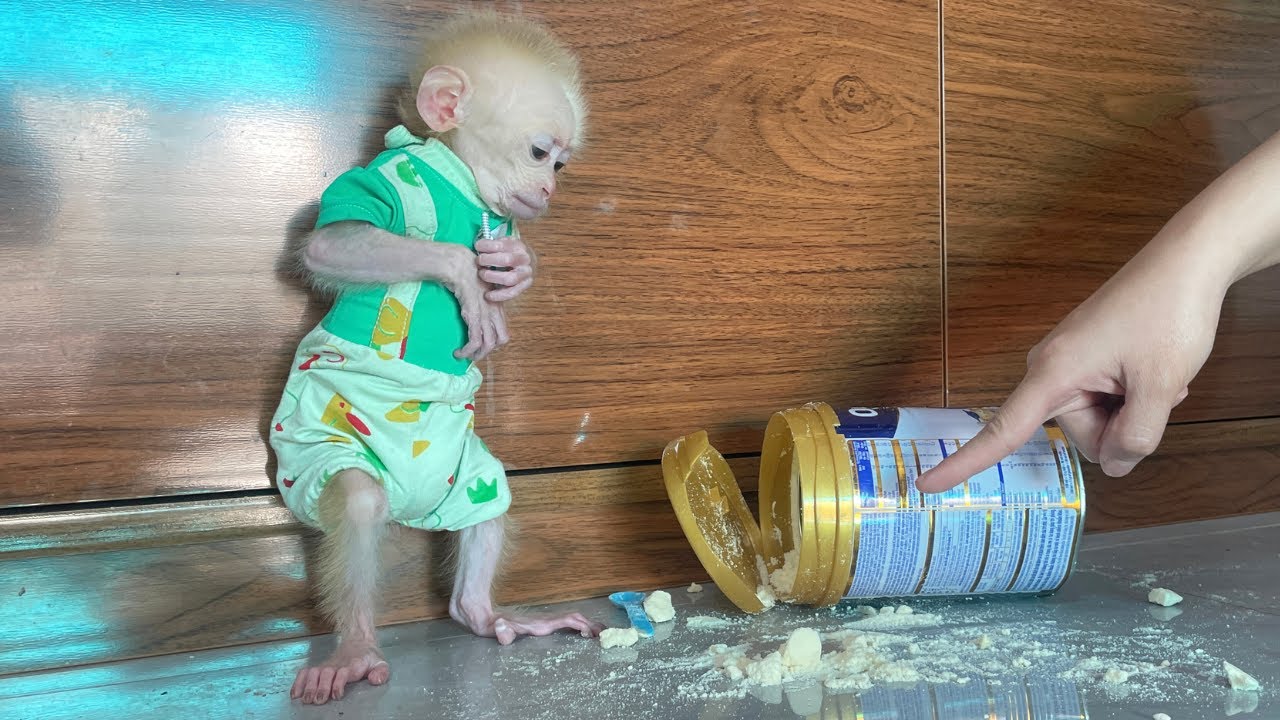 Mischievous monkey MiMi sends Milk flying everywhere! - YouTube