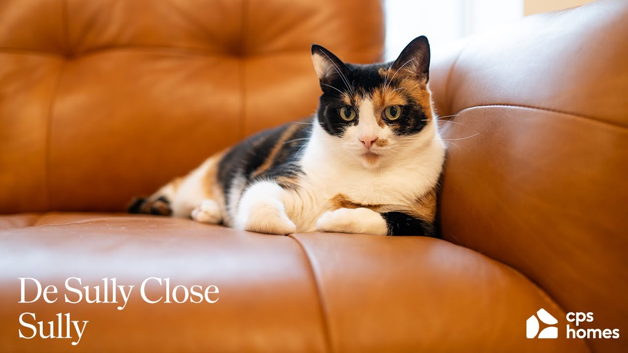 De Sully Close, Sully | Cardiff | Property Video Tour - YouTube