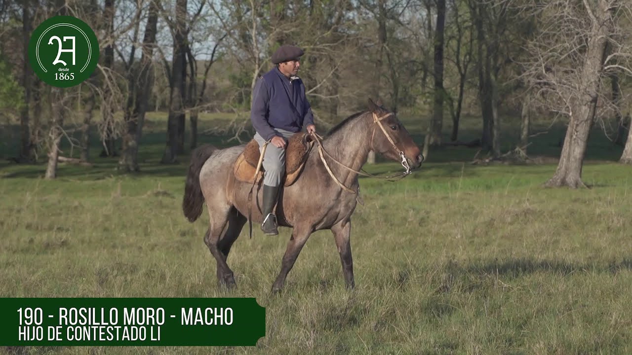 RP 190 ROSILLO MORO MACHO - YouTube