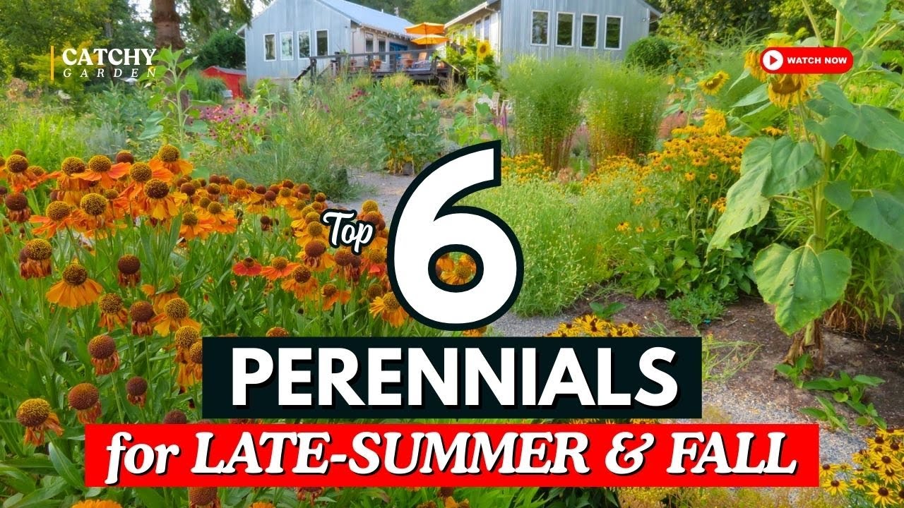 🌼 TOP 6 PERENNIALS for LATE-SUMMER & FALL 🍁| LATE-SUMMER COLOR BOOST ...