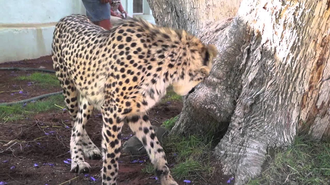 Cheetah steals hat and flip flop - YouTube