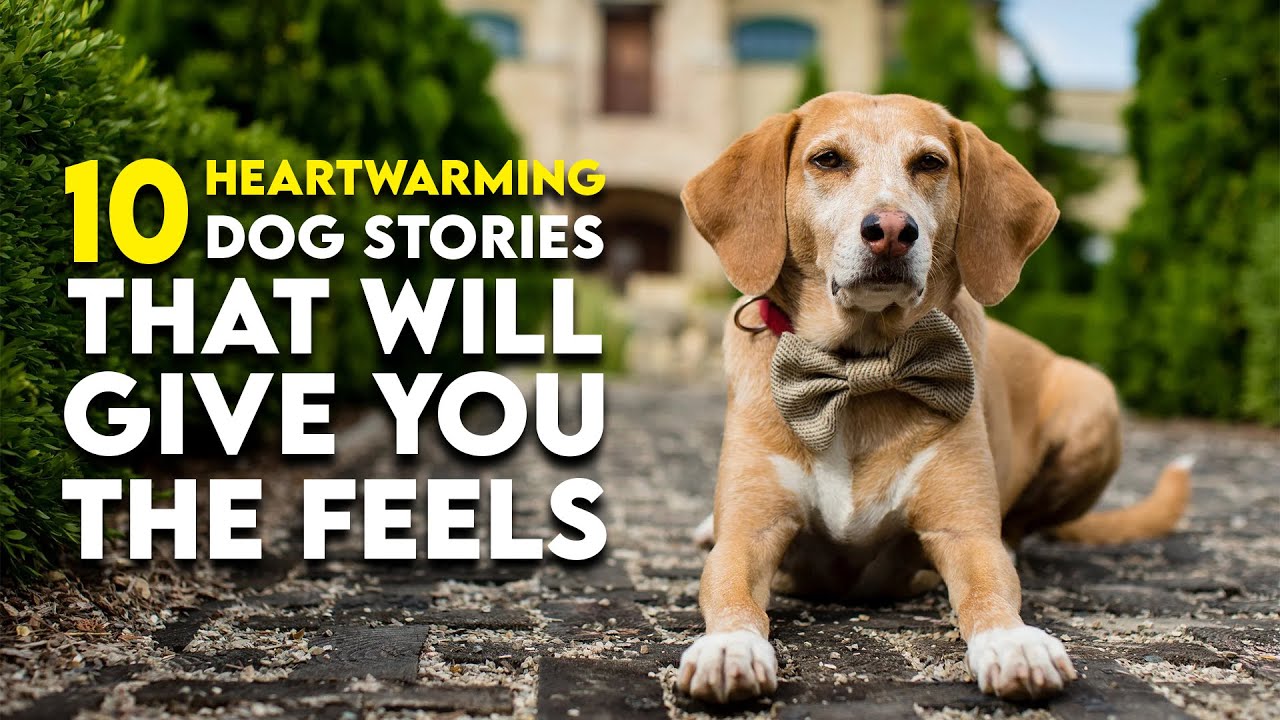 Top 10 Heartwarming Dog Stories That Will Give You the Feels - YouTube