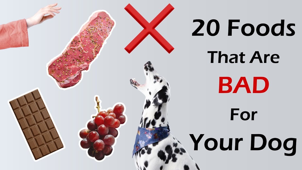 20 Foods That Are BAD For Your Dog - YouTube