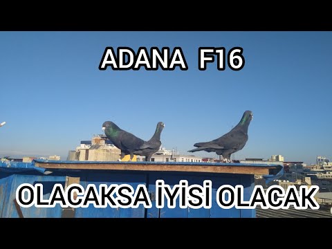 ADANA YERLİ GÜVERCİN UZMANI\