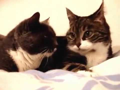 THE TWO TALKING CATS