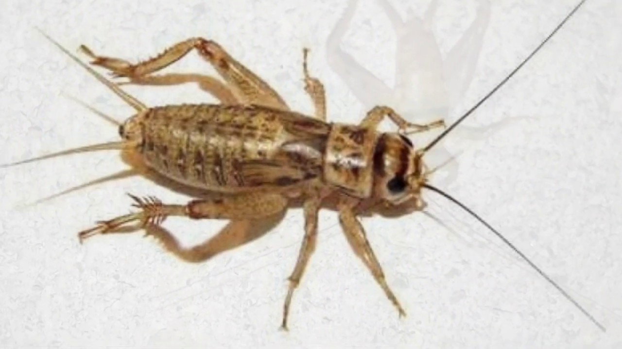 Grillo Doméstico - YouTube