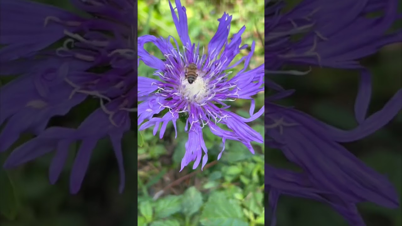Purple Flower With Stringy Petals | Best Flower Site