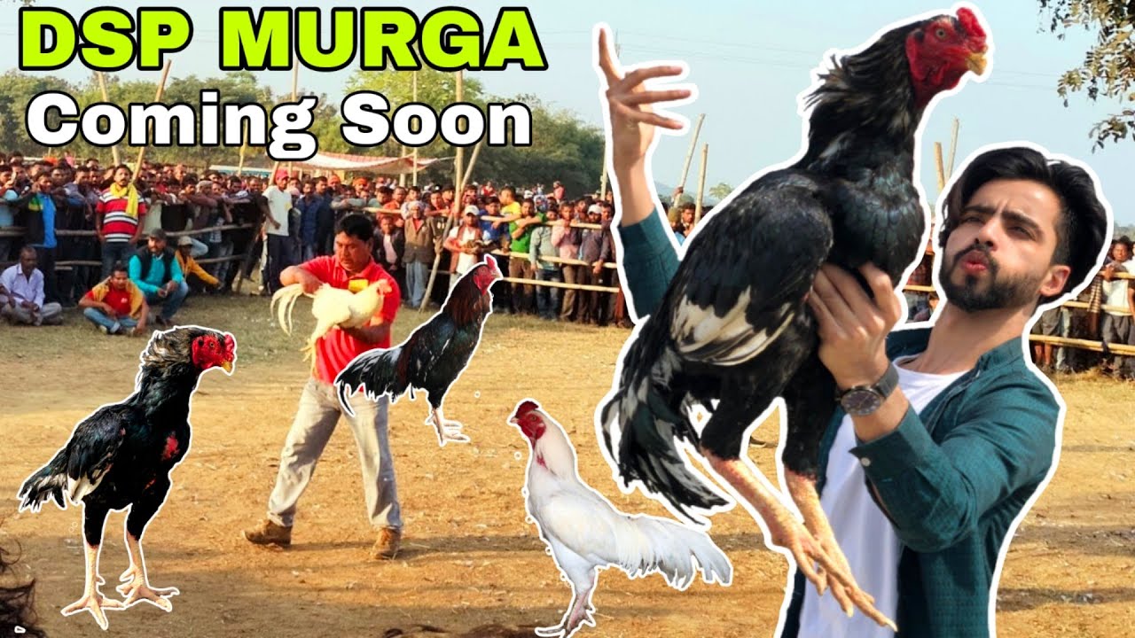 DSP Lasani Murga Lene ki Tyari Shuru Kar Di 😍 Aseel Murga Setup - YouTube