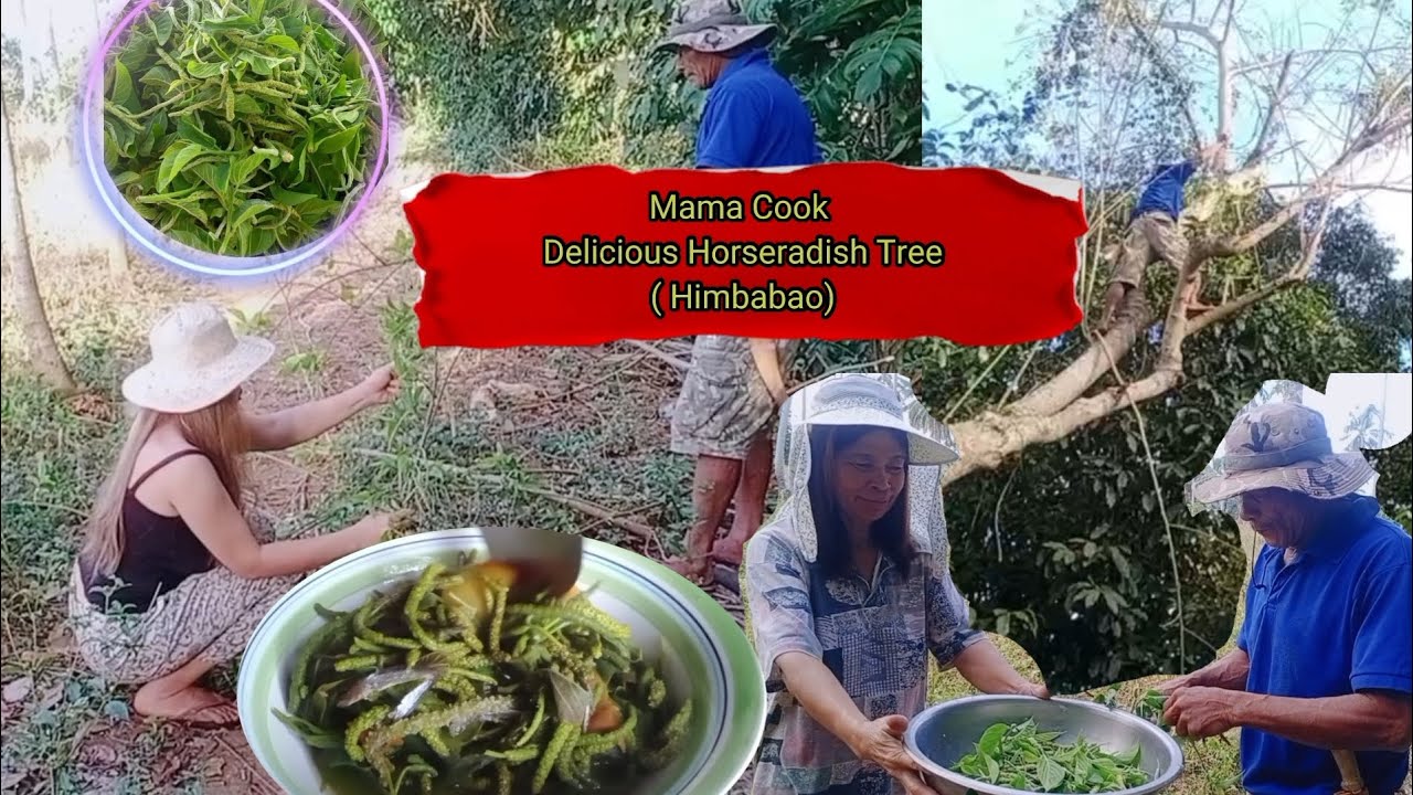MAMA COOK HEALTHY AND YUMMY | | HORSERADISH ( HIMBABAO ) TREE ...