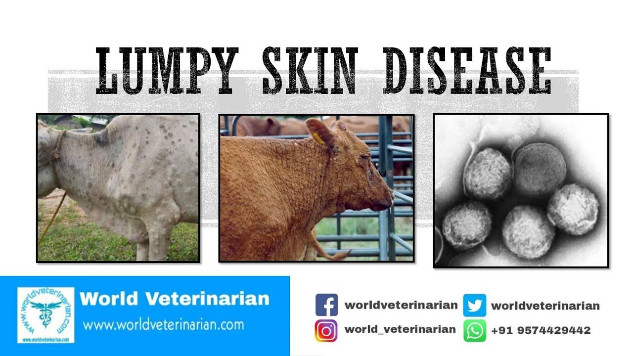 Lumpy Skin Disease - YouTube