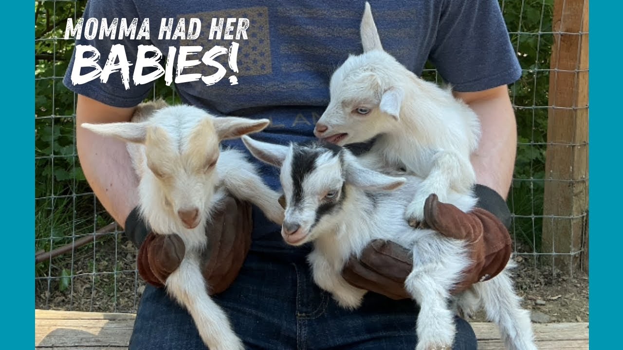 Goat Babies Born to Momma! #farmlife - YouTube
