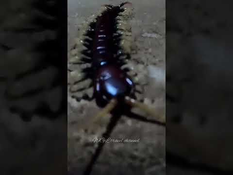 Garuda paththeya / short video - YouTube