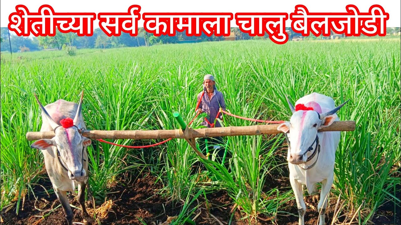 khillar bail jodi | श्री सदाशीव पुजारी - 88301 43215 | jiva shivachi ...