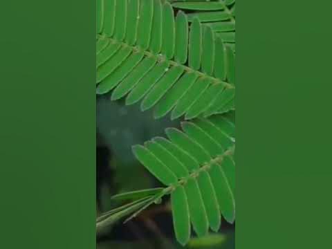 gacher sobuj pata - YouTube