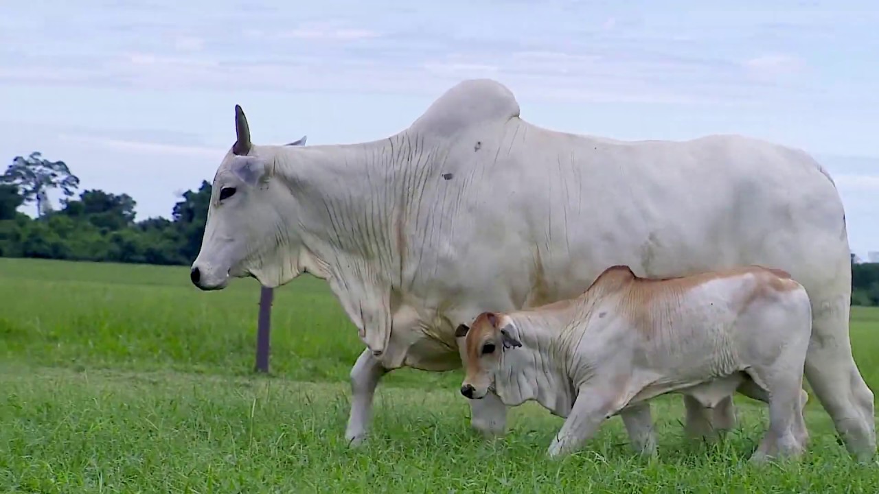 LOTE 20 - JHVM 10180 FIV CAMPARIN • JHVM 10180 - YouTube