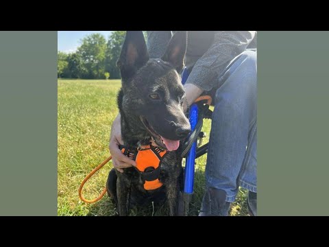 RUN SPEED DOG (2) - YouTube
