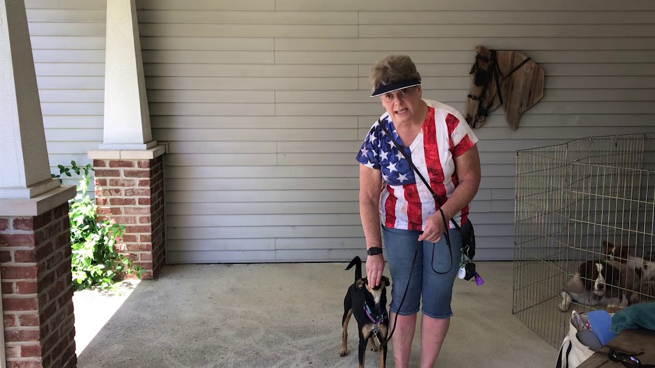 Training Tuesday Tutorial: Loose Leash Walking - YouTube