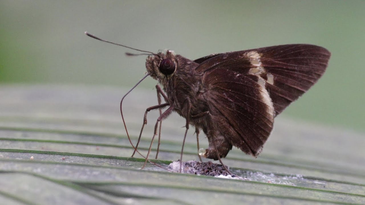 Butterfly 'pooping' - YouTube