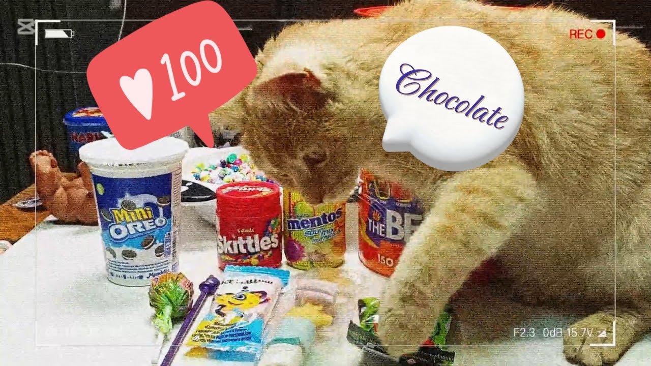 My cat to DESTROY my secret stash of candy! Satisfying Asmr lollipops ...