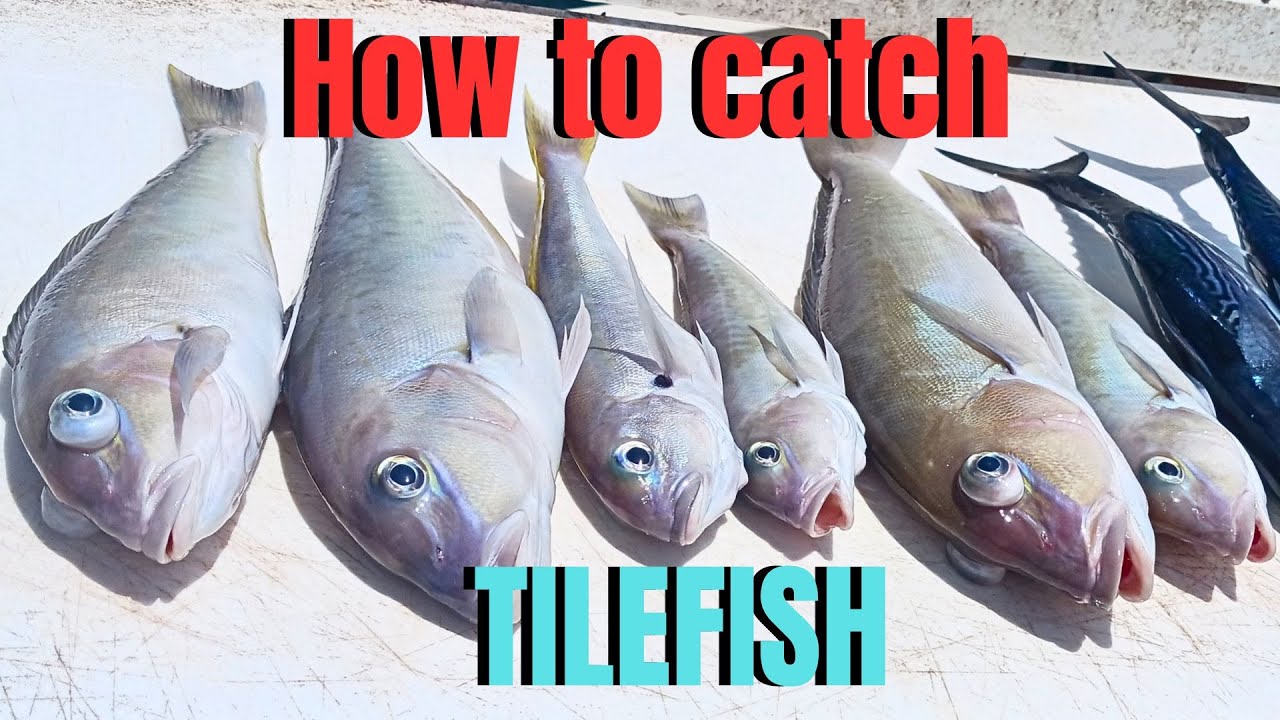 How to catch TILEFISH - YouTube