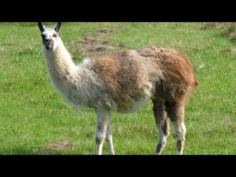 Old McAlpha’s Farm: Llama 🦙 #llamas - YouTube
