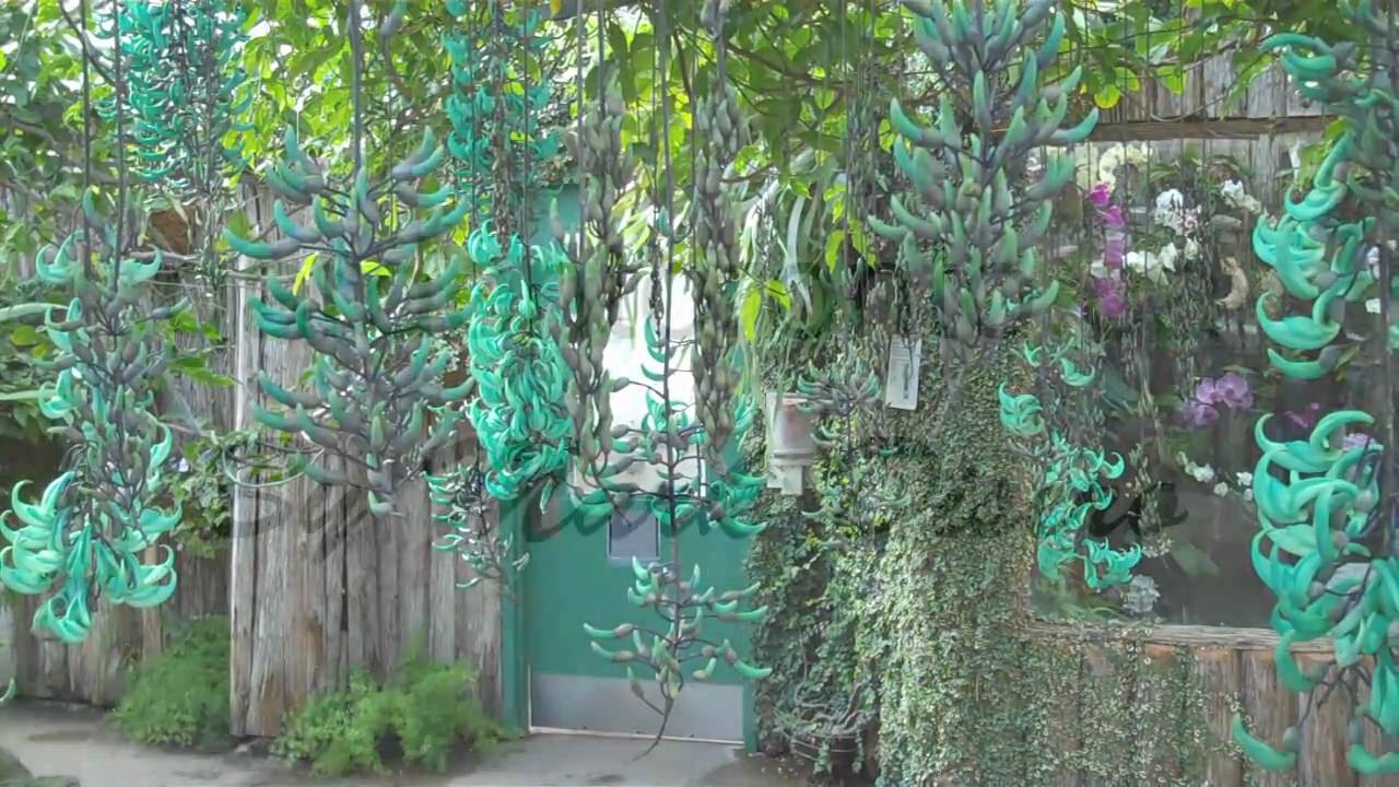 Strongylodon macrobotrys - Alchetron, the free social encyclopedia