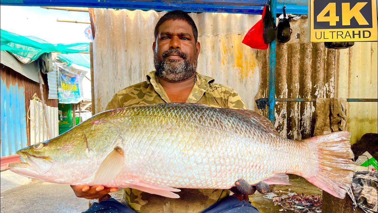 Koduva fish cutting video/Fishcuttingrs #fishcuttingrs #kasimedu #fish ...