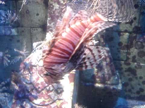 1000 gallon lion fish tank - YouTube