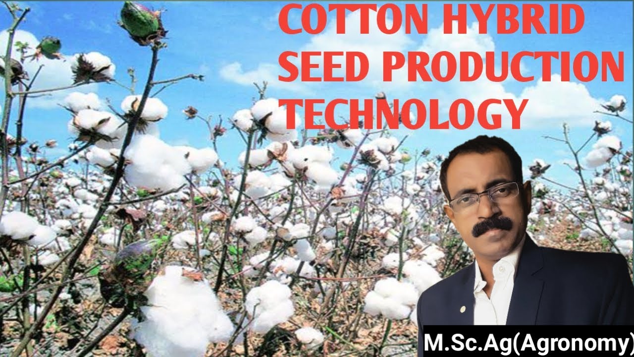 COTTON HYBRID SEED PRODUCTION TECHNOLOGY - YouTube