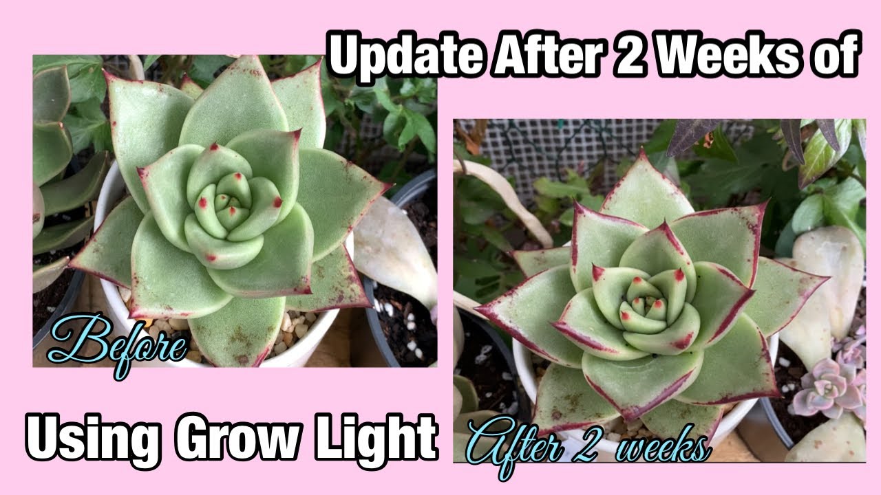 Update Using Bloom Plus Grow light (after 2 weeks in autumn/winter time ...