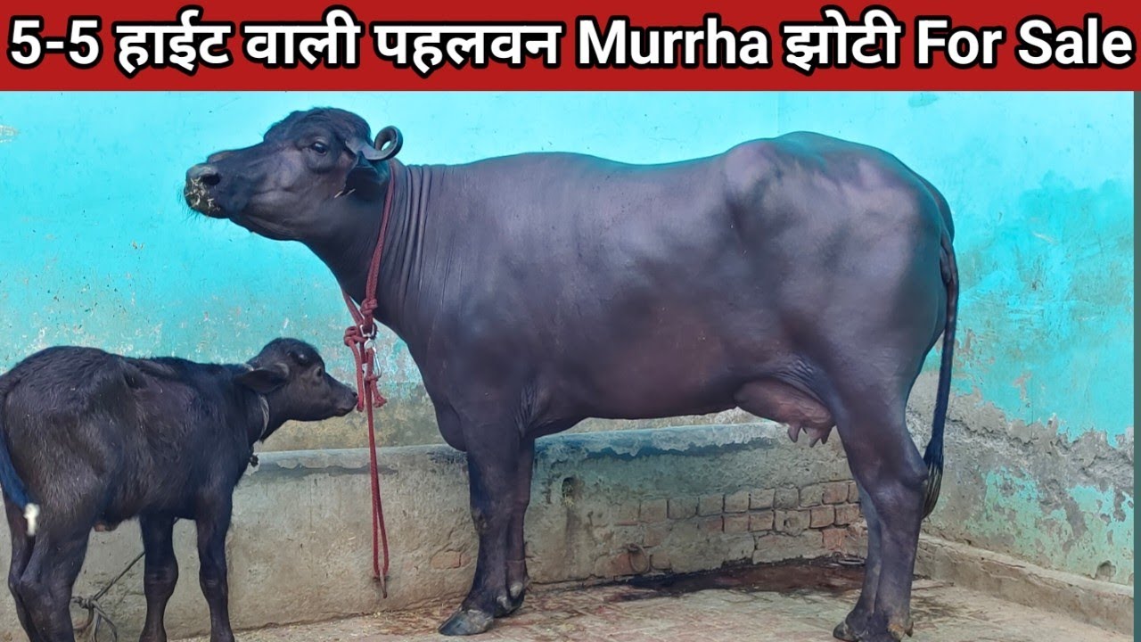 👍Super First Timer Murrha झोटी @14 Kg Milk ready,,5-5 की हाईट वाली ...