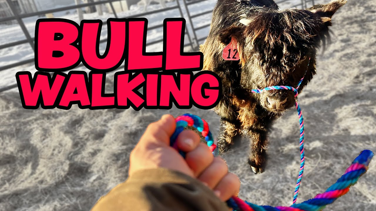 He Walks His Bull Like a Dog - YouTube