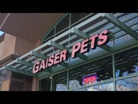 Local Fish Store Tours Gaiser's Pet Store - YouTube