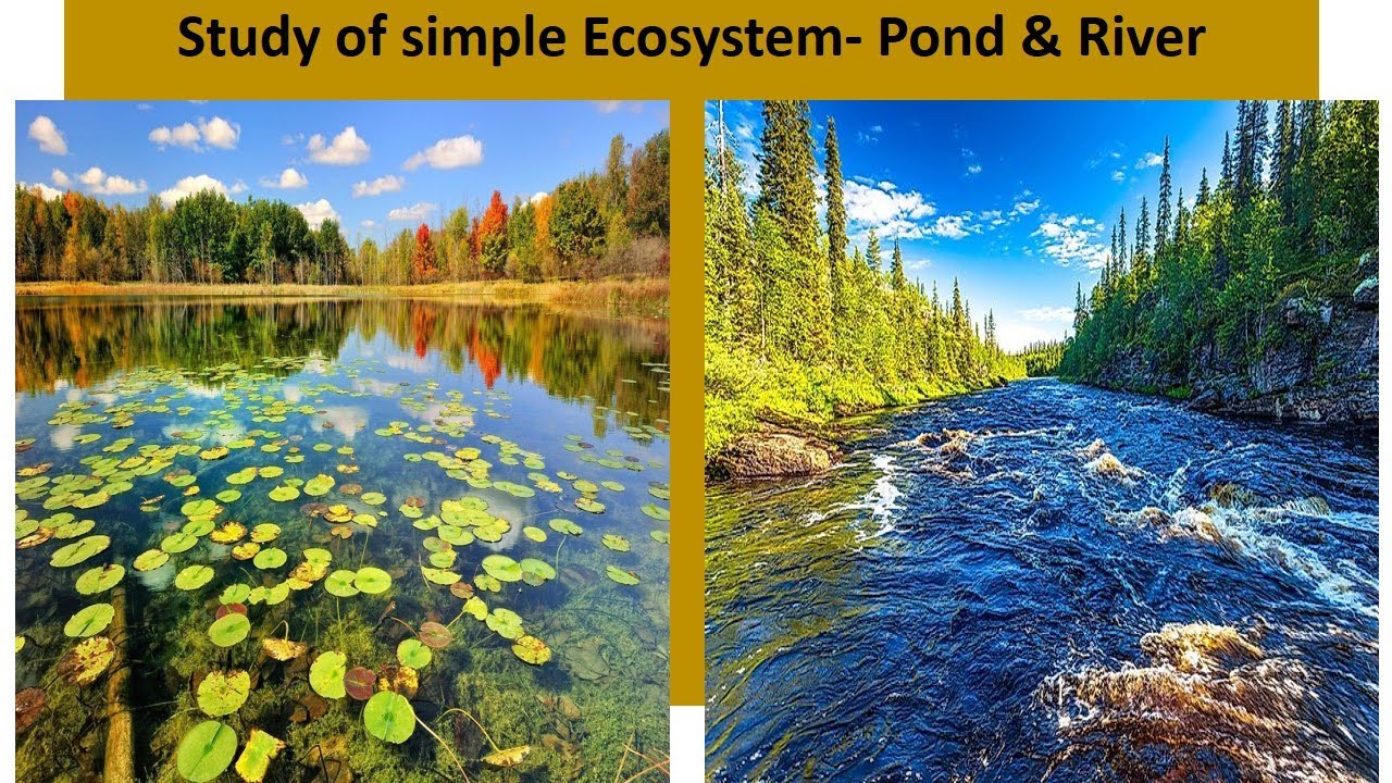 Pond and River Ecosystem - YouTube