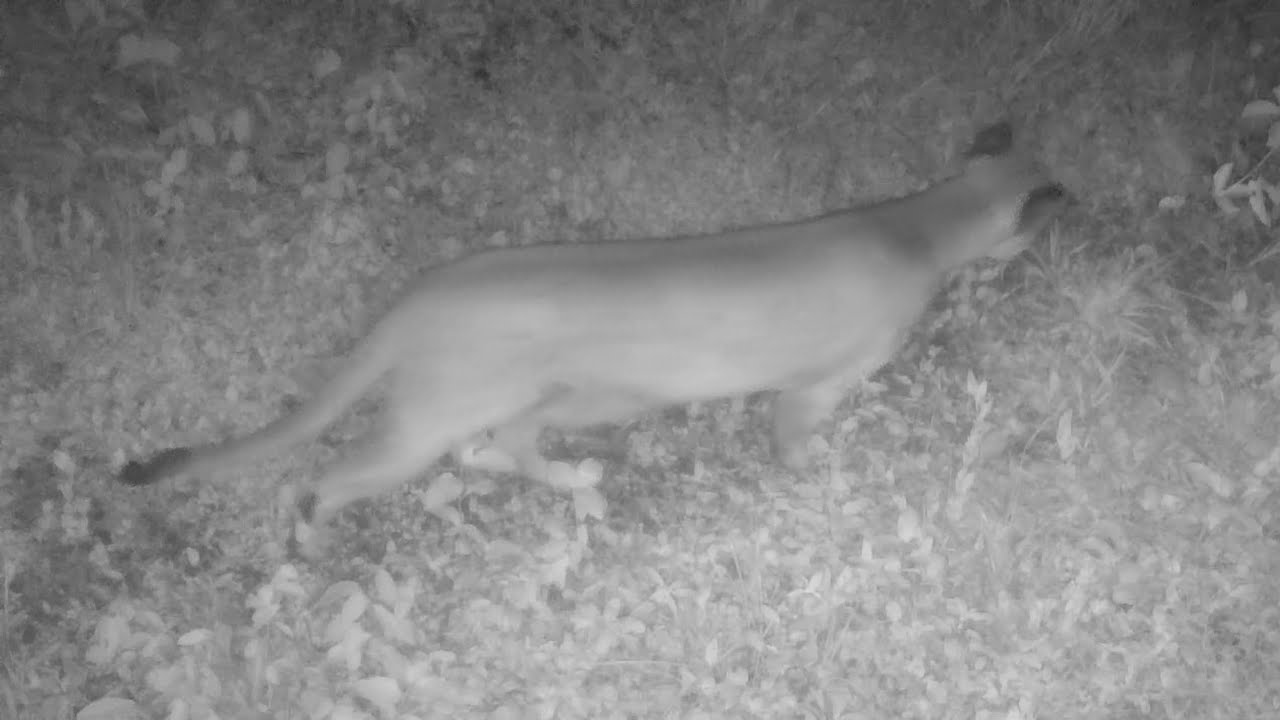 Puma and Her Cubs Captured on Trail Camera! - YouTube
