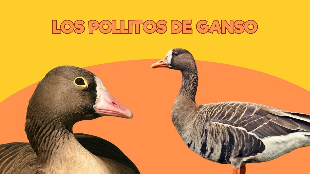 Viviendo en un Zoo: Los pollitos de Ganso | Santillana del Mar - YouTube